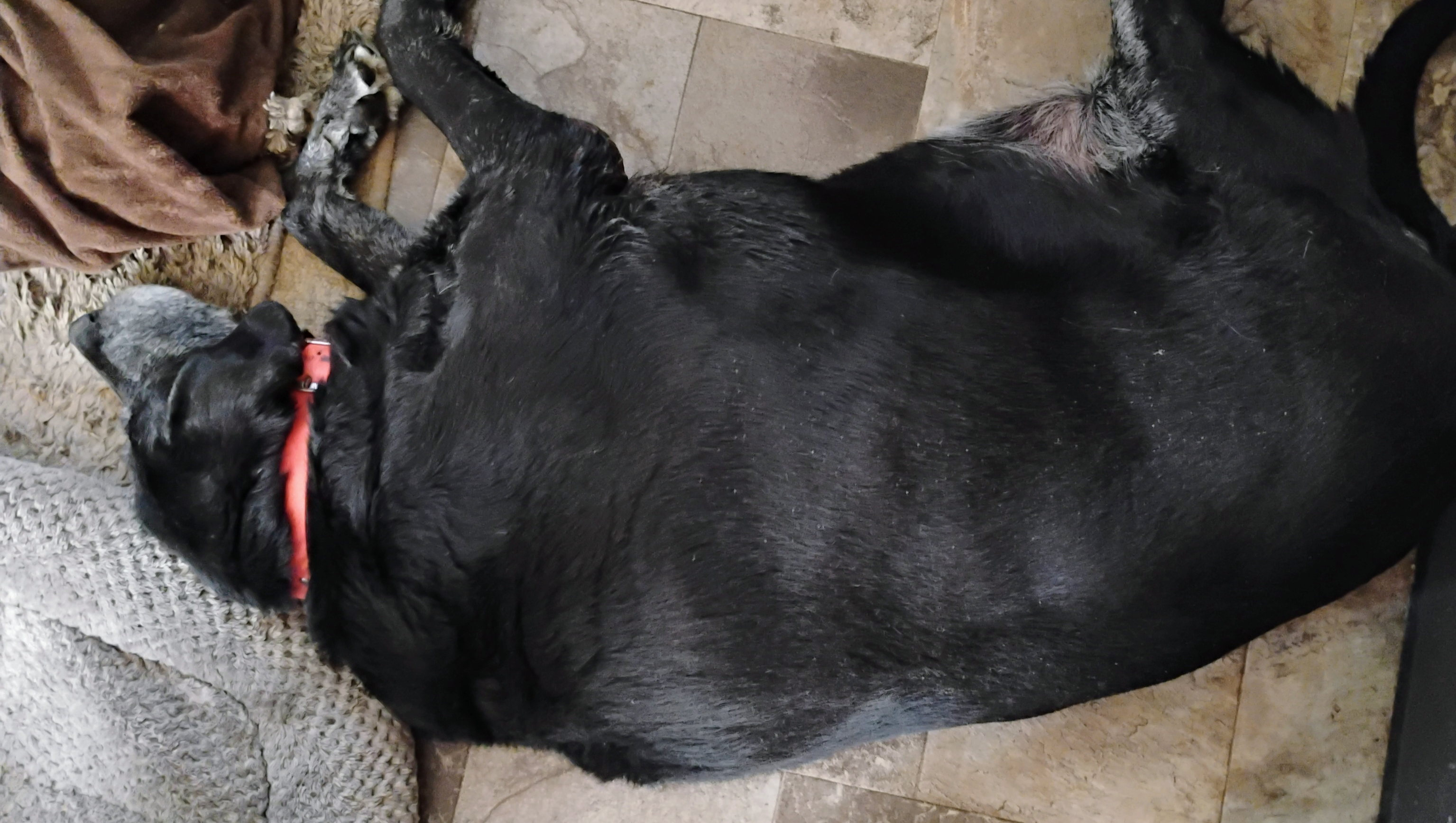 Fundraiser by Janis Leeper : Help Bentley Find Peace at the Rainbow Bridge