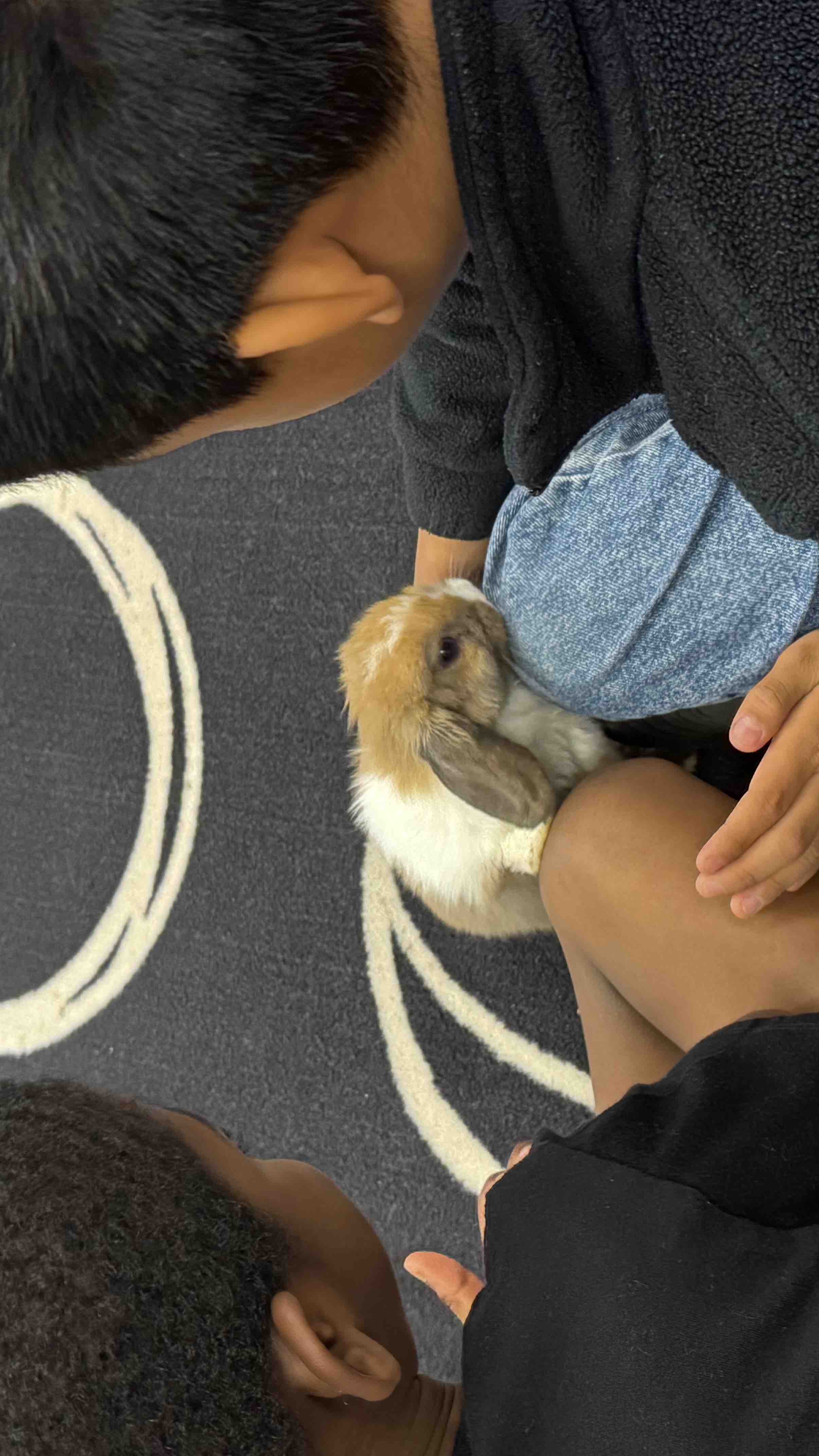 Fundraiser by Kaela F : Keep Hopps Hopping at School