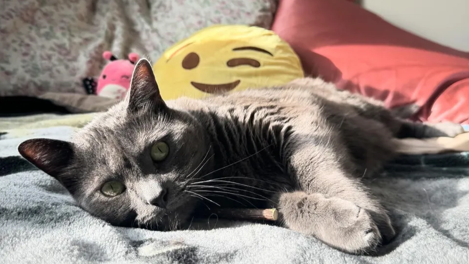 Fundraiser by Ashley Doerfler : Support Milo's Lifesaving Treatment