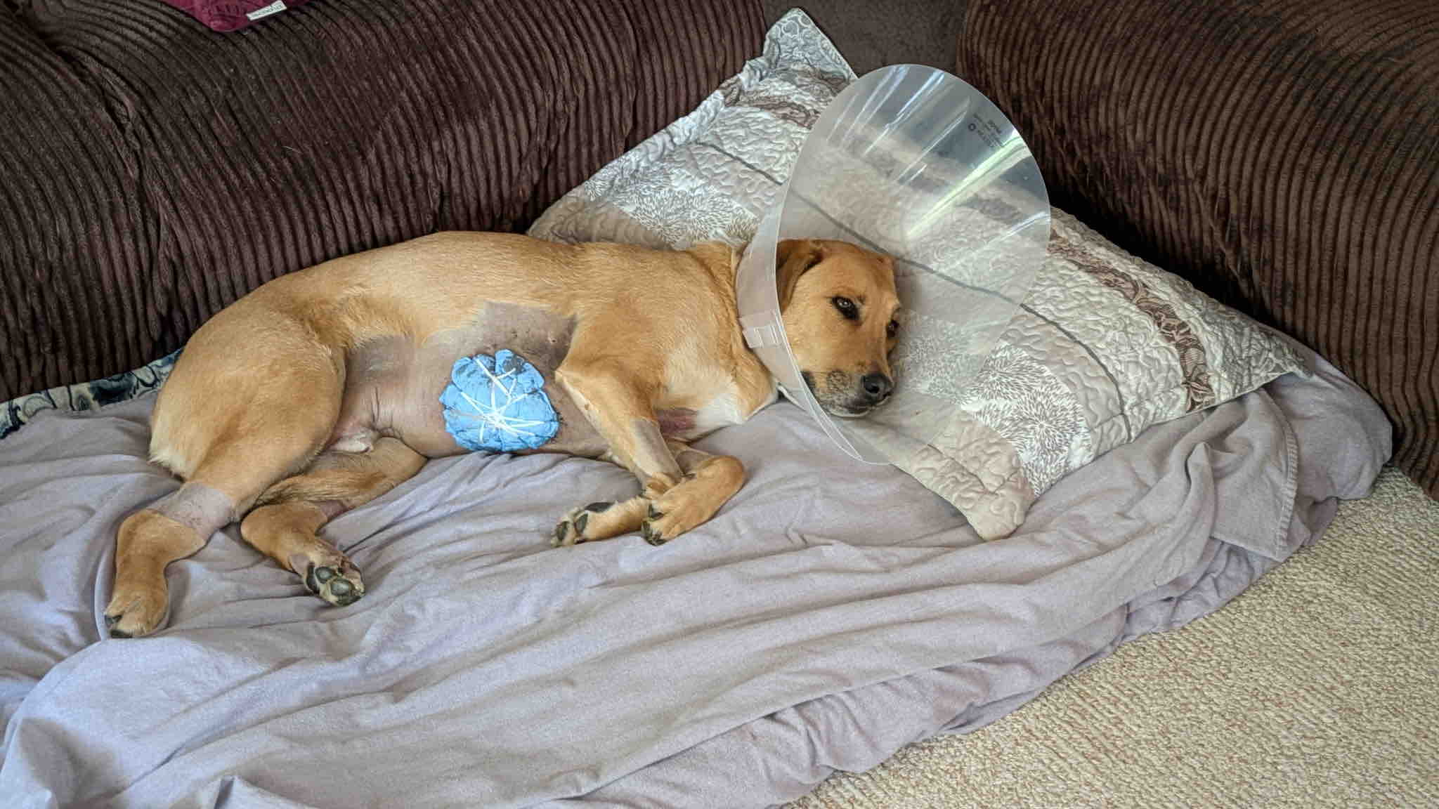 Fundraiser by Paul Magor : Rally for Duke: Snake Bite Recovery Fund