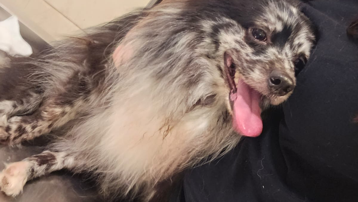 Fundraiser by Adrian Arguelles : Ayudamos a Loki a poder caminar nuevamente