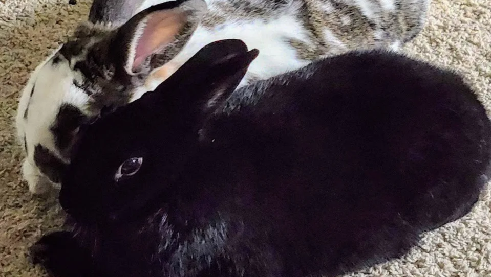 Fundraiser by Michelle Mallett : Support Iggy Hop's ICU Vet Care and ...