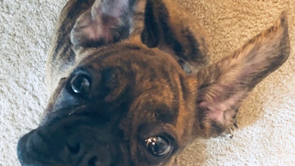 Fundraiser by Adam Barnier : Support Shoresy's Life-Saving Treatment