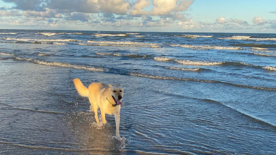 Fundraiser for Laura Couillard by Kailey Couillard : Help Save Nash — A ...
