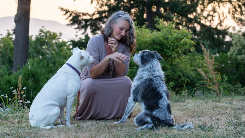 Fundraiser by Mal Pal : Help me build a safe haven for rescue dogs
