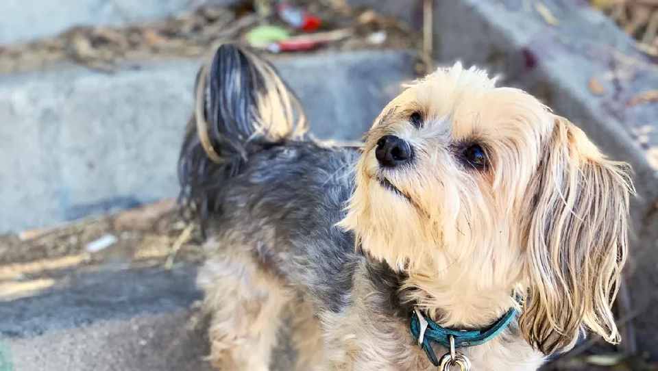 Fundraiser by Madison Gerber : Support Pip’s Medical Costs