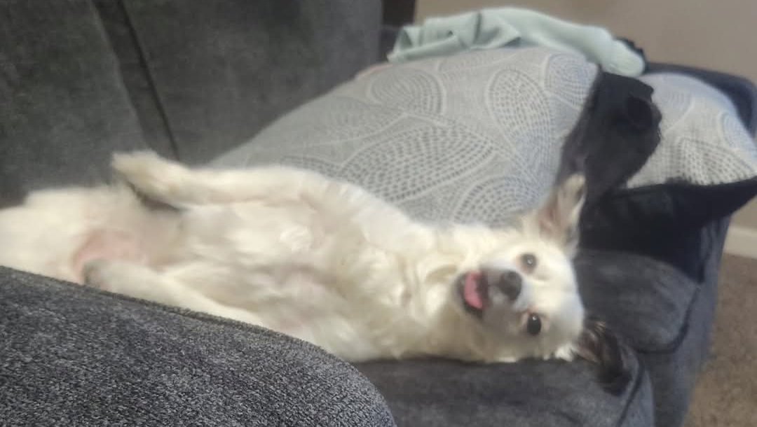 Fundraiser by Alley Pierce : Help Snoopy's emergency fho surgery