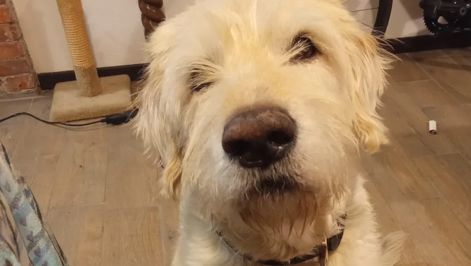 Fundraiser for Vincenzo Sciampagna by Monica Davoli : a CT scan for 10 ...