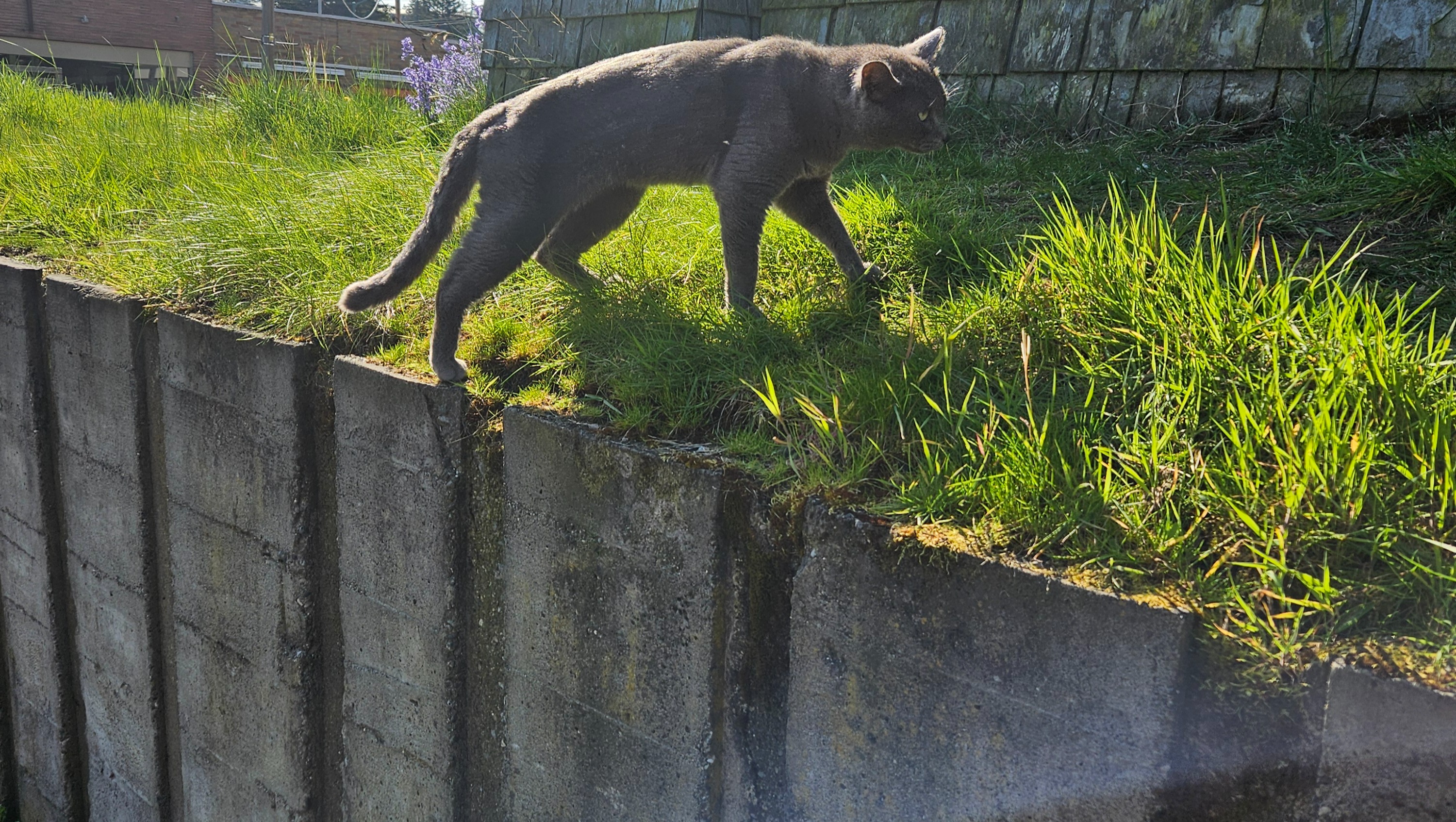 Fundraiser by Rhonda Potts : Help feed Pumba and Timone!