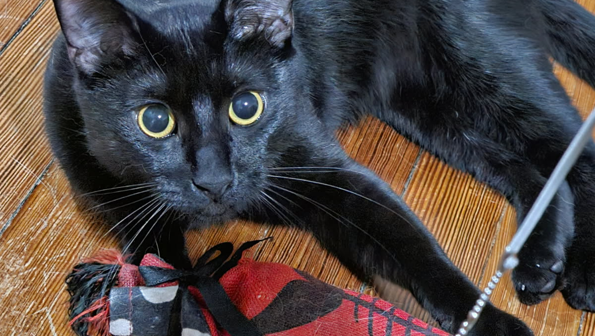 Fundraiser by Jamila Curry : Support Skully's Recovery Journey