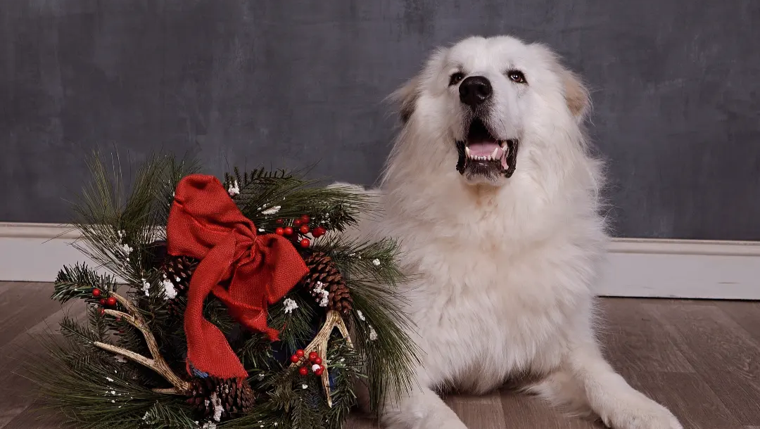 Fundraiser by Angela Senger : Barklay Needs Your Help: Surgery on June 18