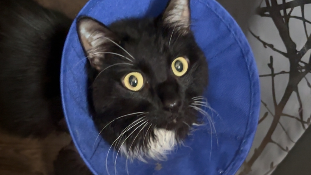 Fundraiser by Jackson Brantley : Help Cookie Heal: Urgent Medical Support