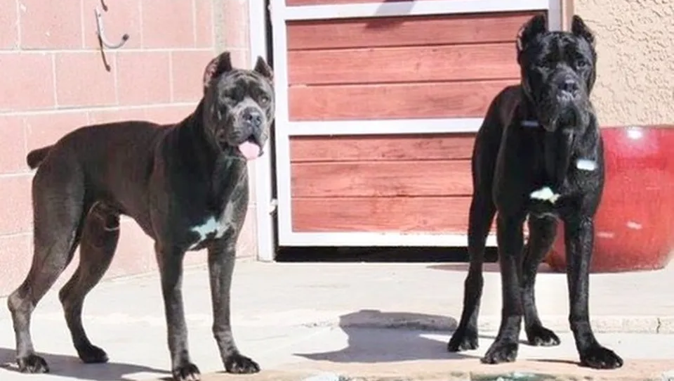 Fundraiser by Kassandra Rodriguez : Save Maximus: Urgent Surgery Needed