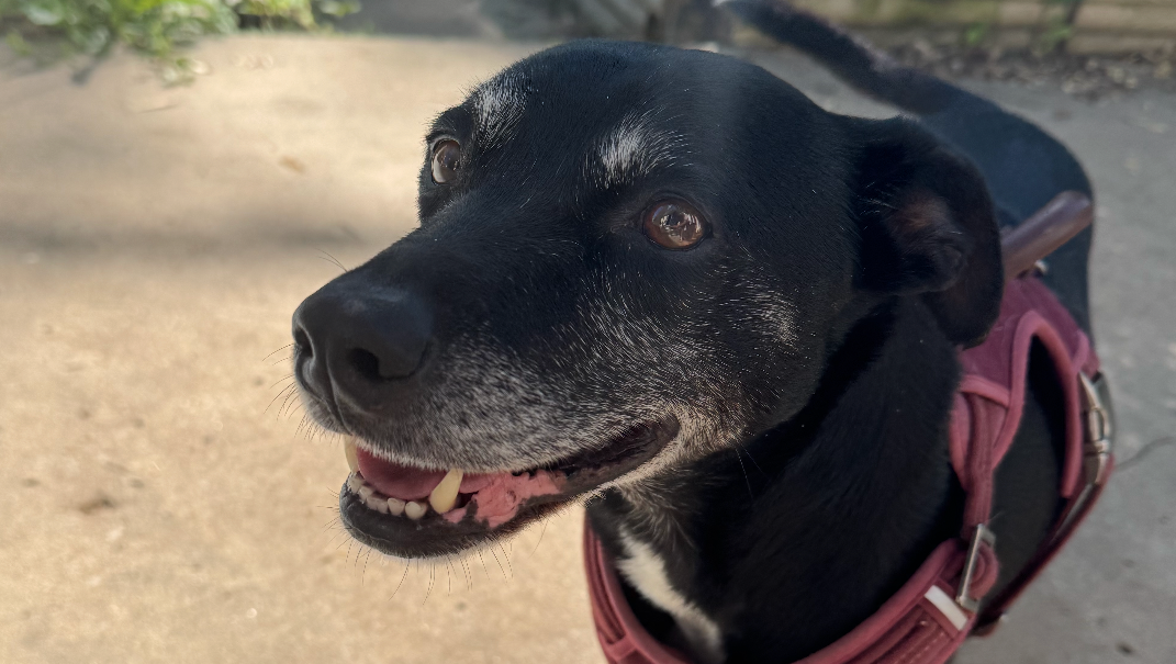 Fundraiser by Jake Molina : Adonis Needs Life-Saving Surgery