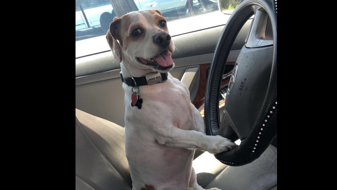 Fundraiser by Ben Rapper : Support Jasper's Fight Against Cancer