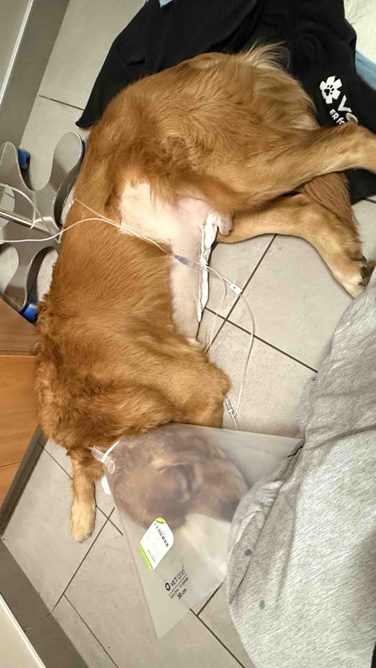 Fundraiser by Angela Williams : Help Biscuit Recover from Emergency Life-Saving Surgery