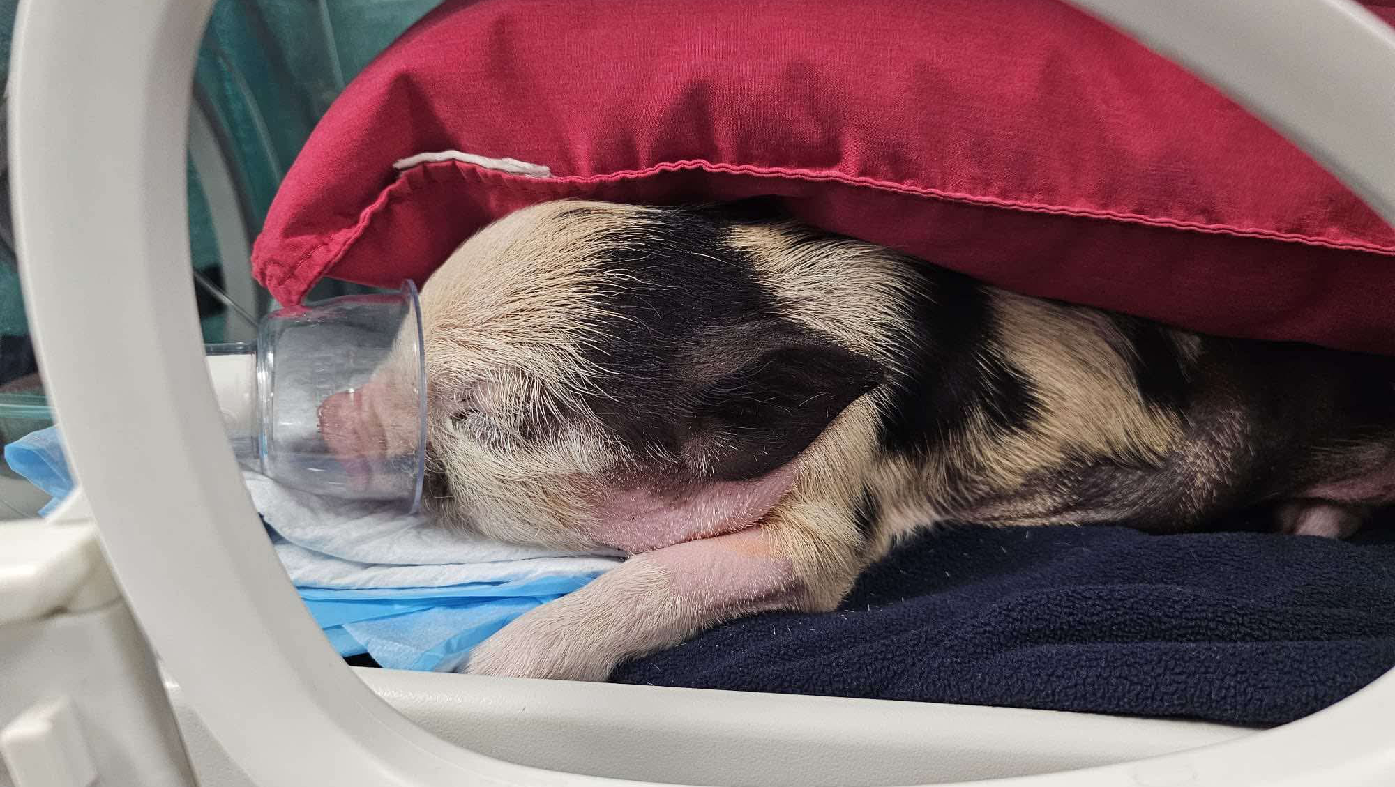 Fundraiser by Pattie Gilmour : Please help save Leroy Brave Blue’s life