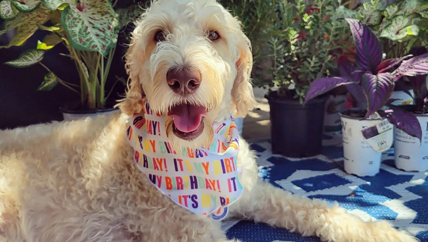 Fundraiser for EMILY ZERCHER by Brittney Escalante : Support Ralphie ...