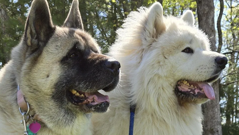 Fundraiser by Diane Lynch : Whisker Walk Team Mooch and Teaka