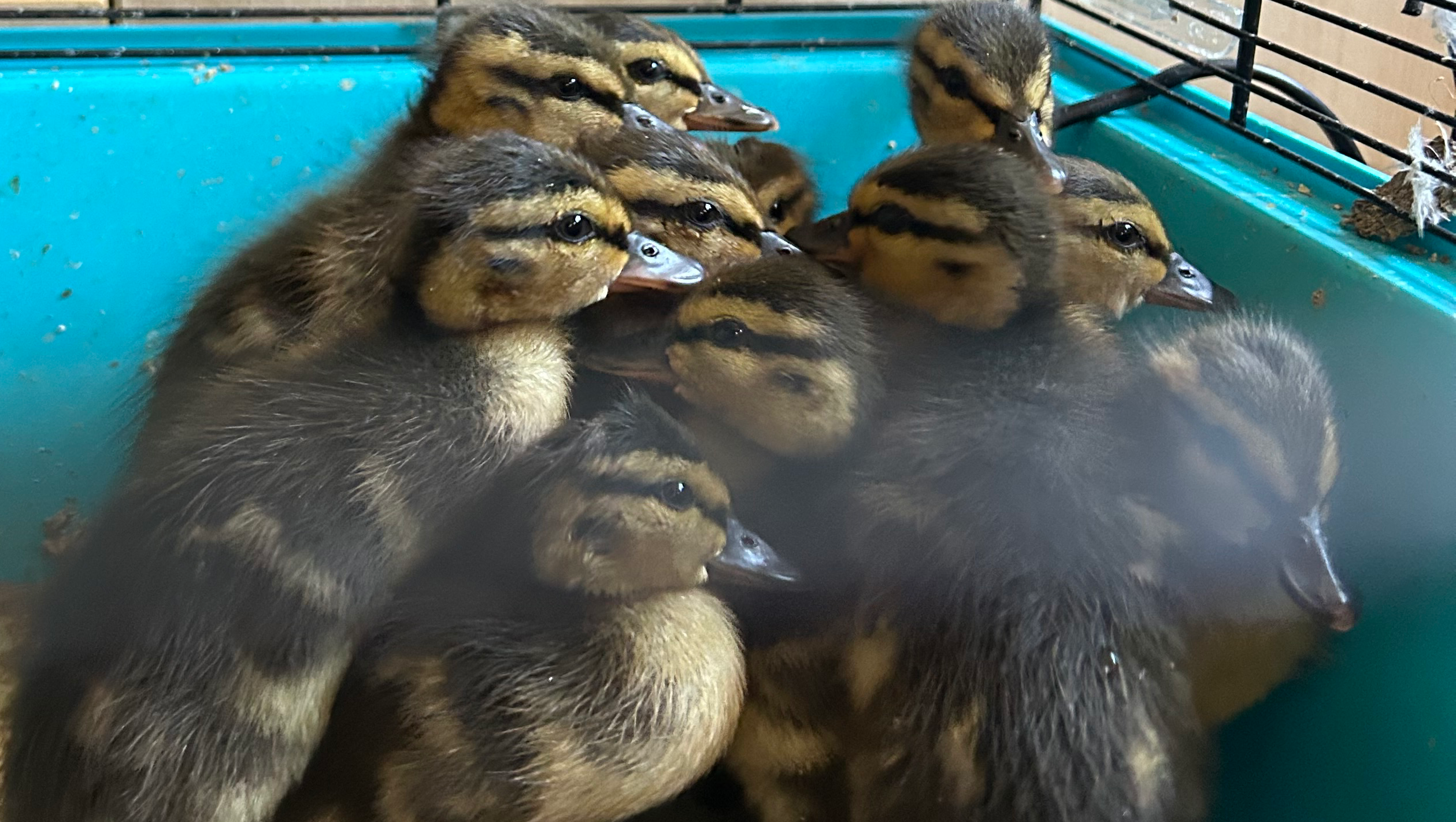 Fundraiser by nicki Williams : Help rebuild aviaries after horrific fire