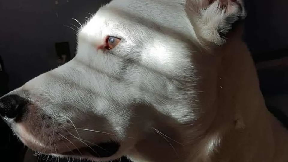 Fundraiser for Janelle Lockwood by Holly Lockwood : Support Winston's ...