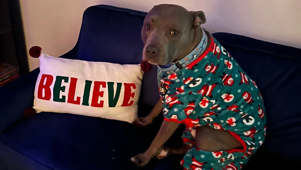 Fundraiser by Alexis Chang : Help Us Give Blu More Time: Fighting ...