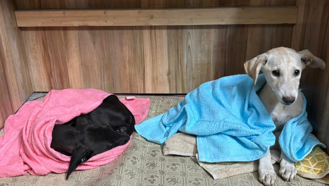 Fundraiser by Katherine Farrell : Help Stray Puppies Fight Parvo Virus
