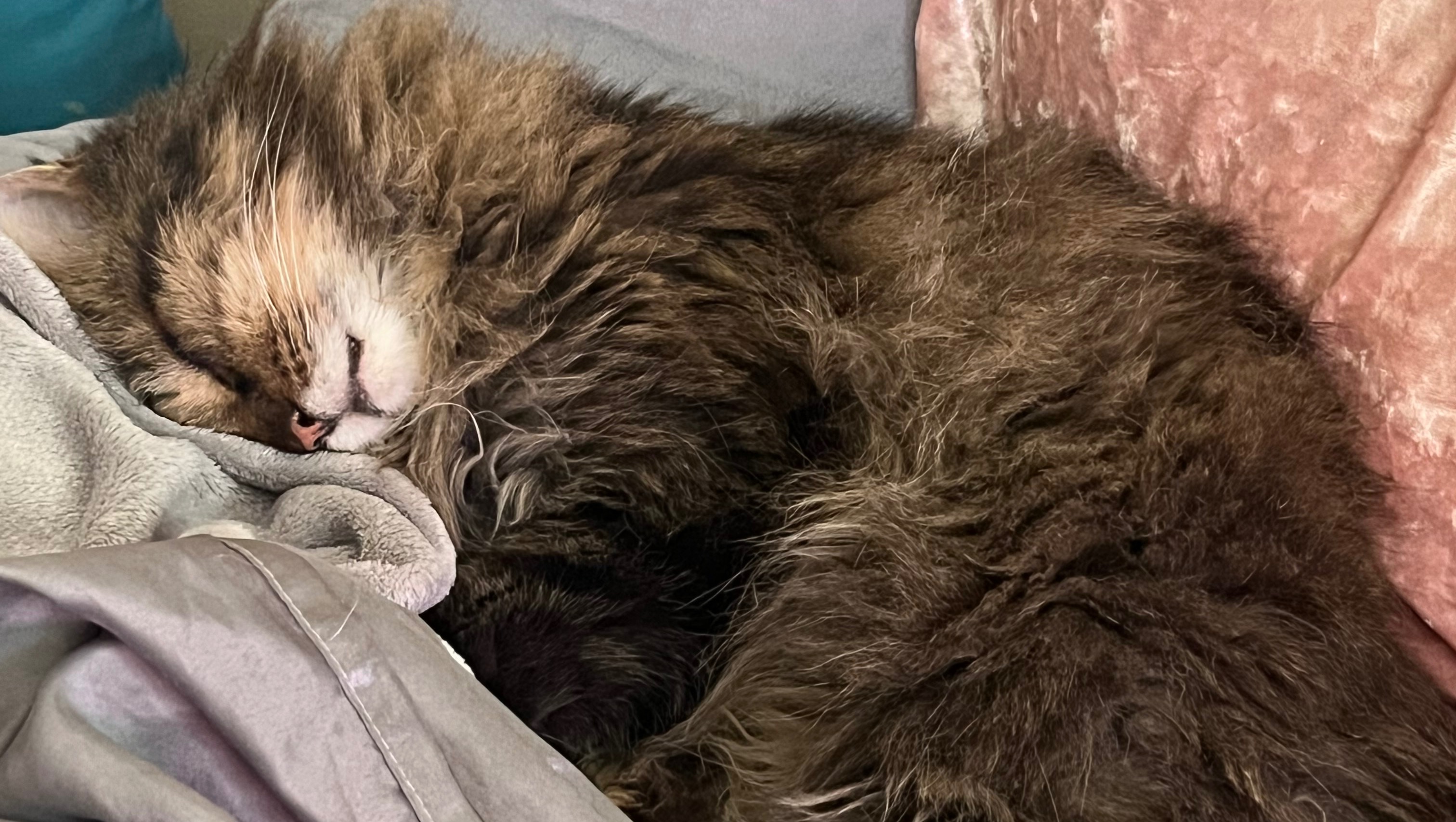 Fundraiser by Fantasia Jones : Support Twilight's Respiratory Treatment