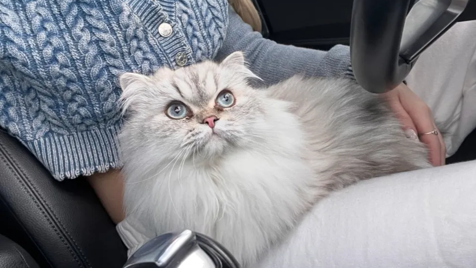 Fundraiser by Dustin Blount : Support Griz and Bri: Surgery Fund