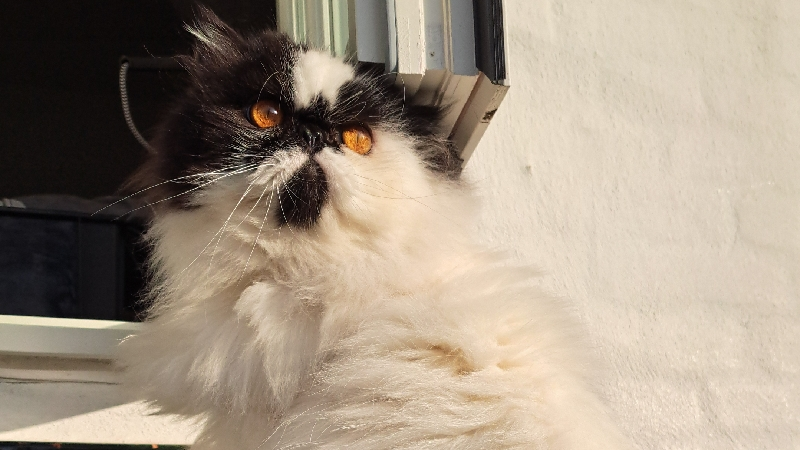 Fundraiser by Tuva lovy Vesterdal-Kikut : Help us pay Bingus's vet bill ...