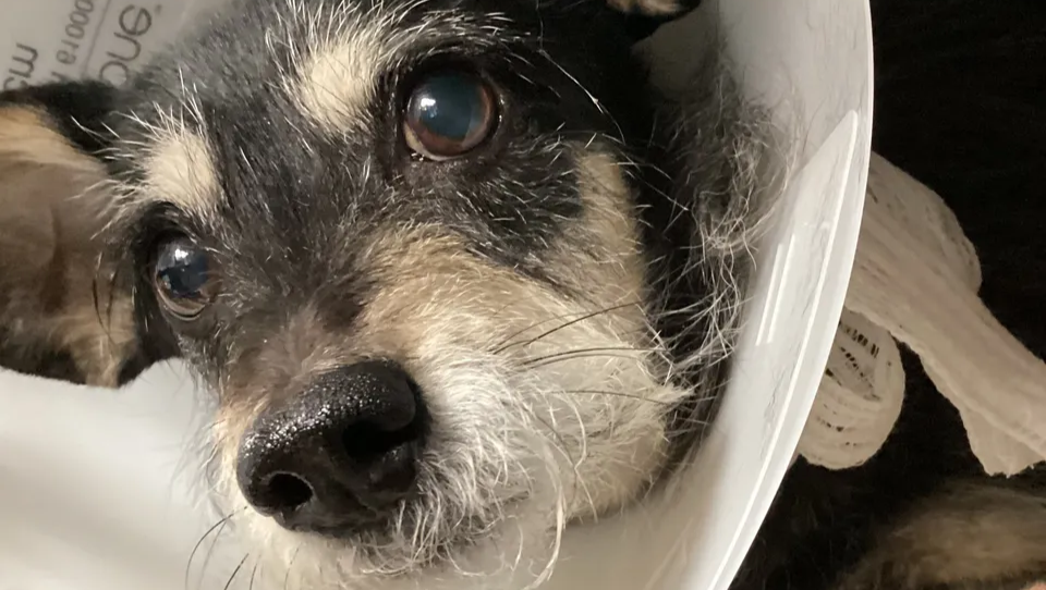 Fundraiser by Perrin Disner : Please donate to (canine) ElizabethWarren ...