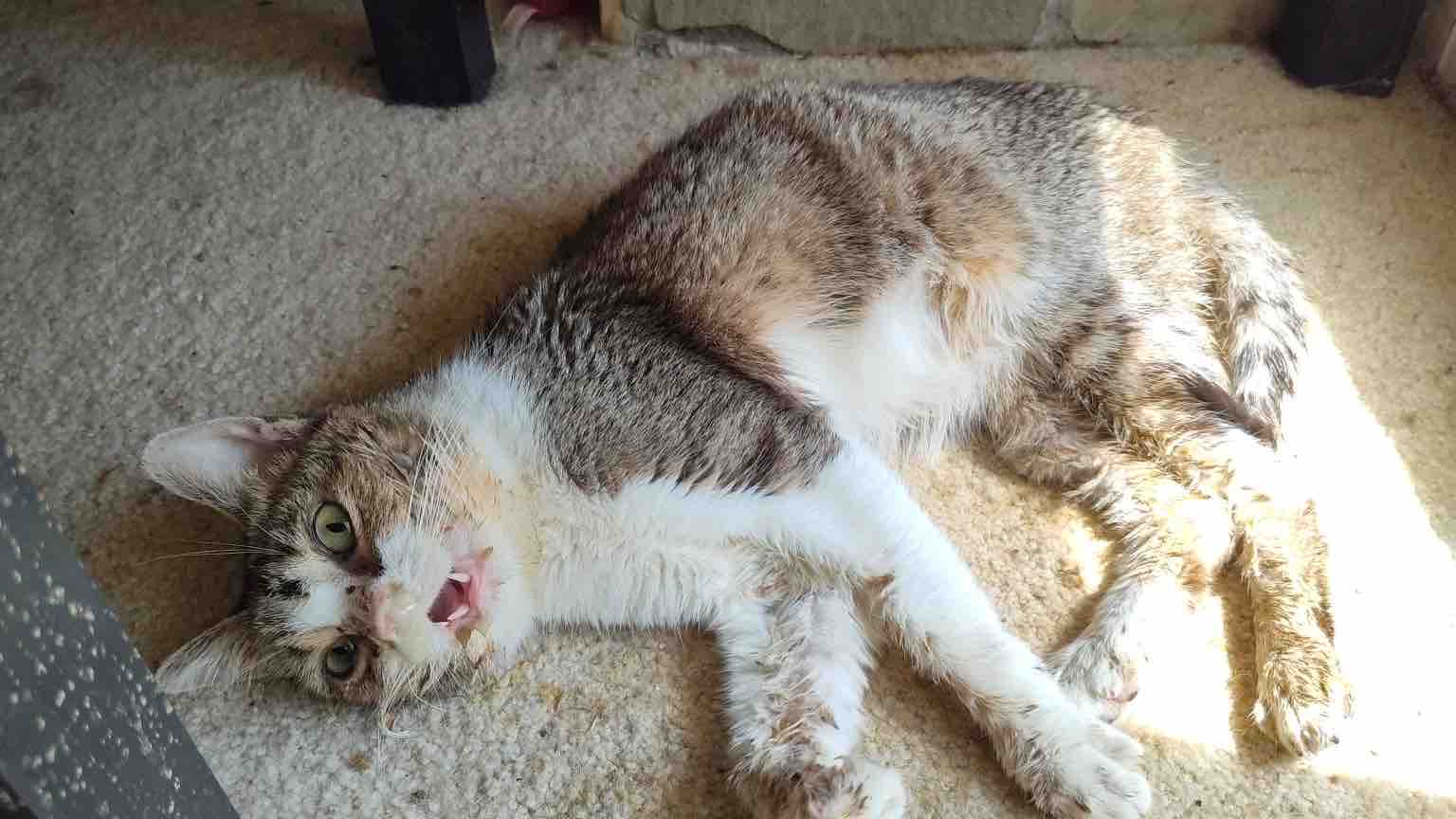 Fundraiser by Tiffany Hart : Urgent Care Needed for Our Beloved Cats