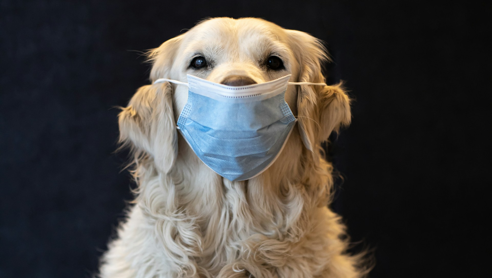 Fundraiser by JUSTIN MCKNIGHT : Help Luna Recover from Emergency Surgery