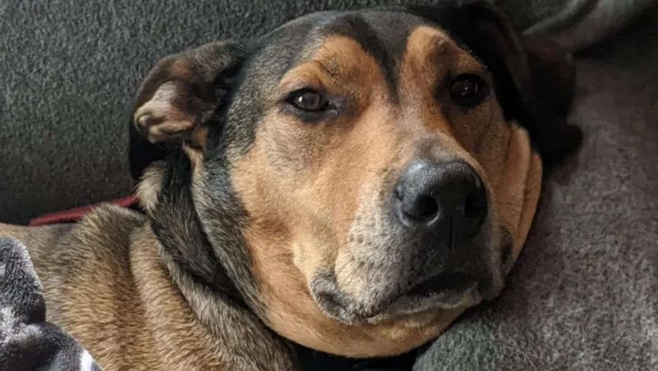 Fundraiser for Anthony Callahan by Sarah Stankiewicz : Support Tina's ...