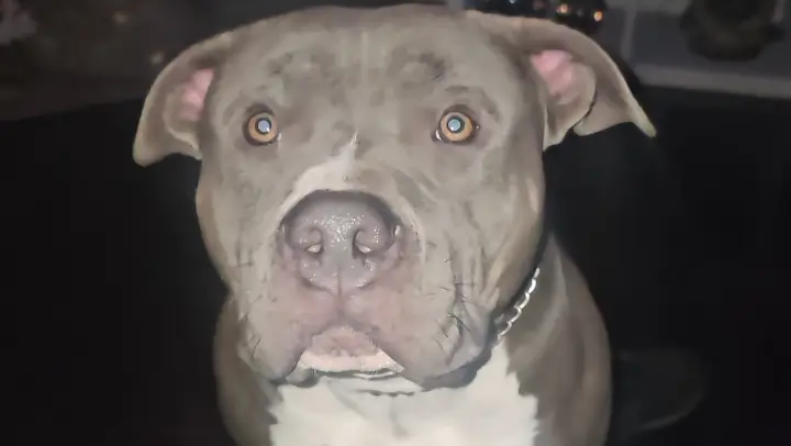 Fundraiser by Zully Michelle Montoya : Mackie needs surgery !!!! Help ...