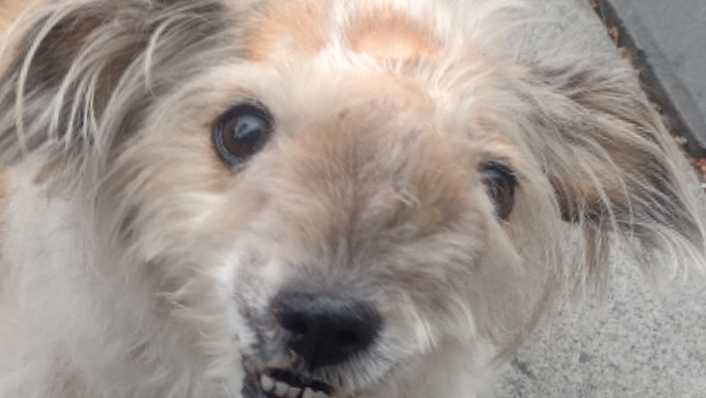 Fundraiser by ALLAN PHELPS : Help Dolly Get Medical Care