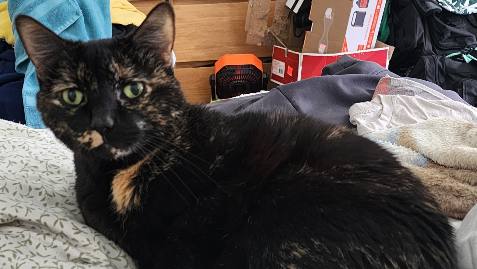 Fundraiser by Courtney Luce : Help Rescue Bonnie and Salem from Death