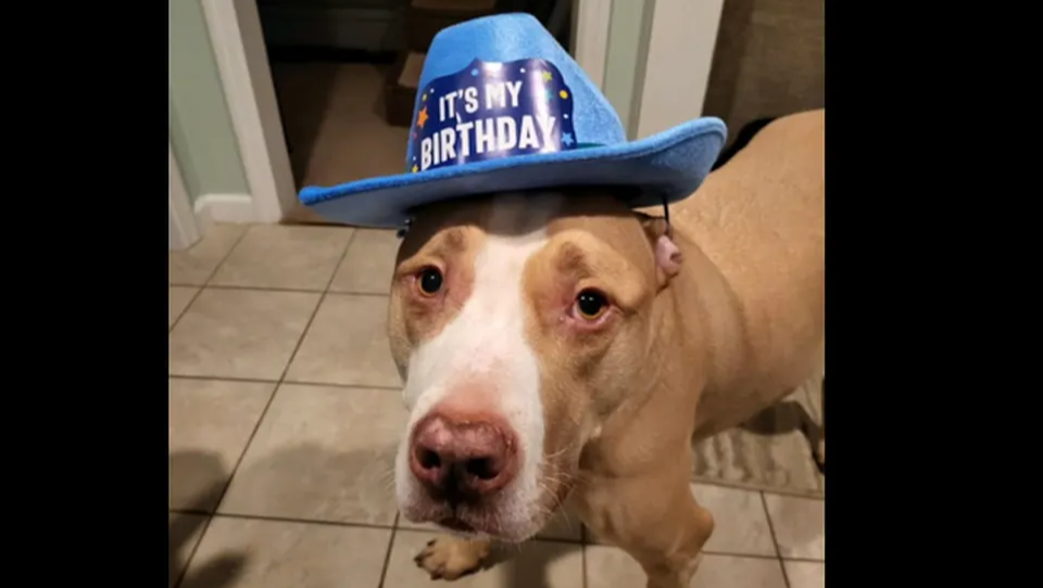 Fundraiser for Rob Caizza by Connor Caizza : Help Heal Hemi and Bring ...