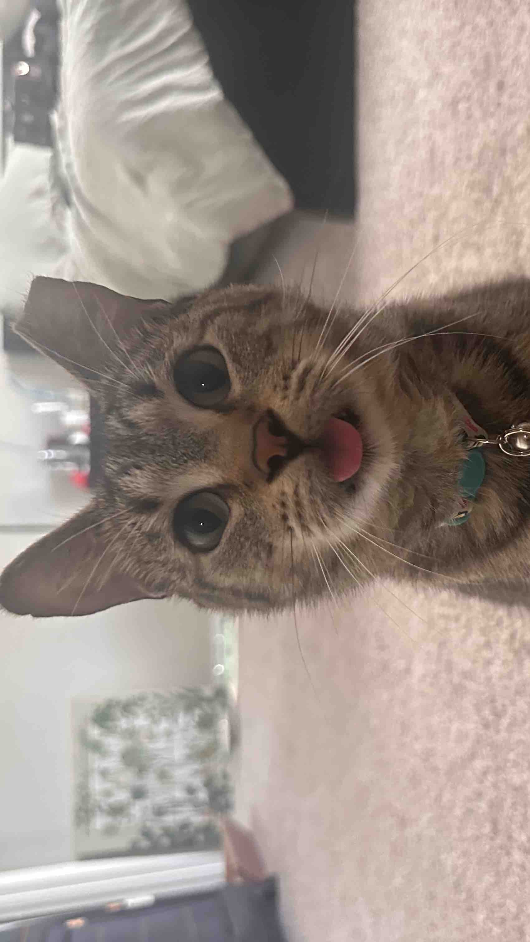 Fundraiser by maya ibrahim : Support Poncho's Life-Changing Surgery