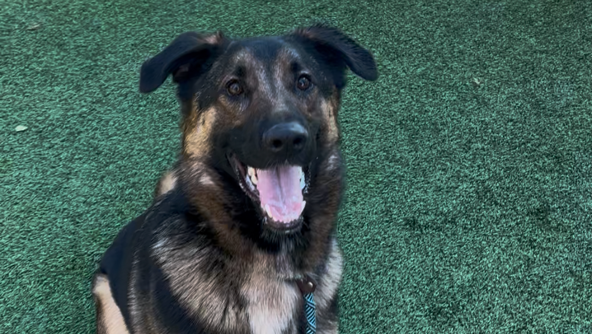 Fundraiser by Sandra Tula : Save Bolt: Help Fund His Journey Home