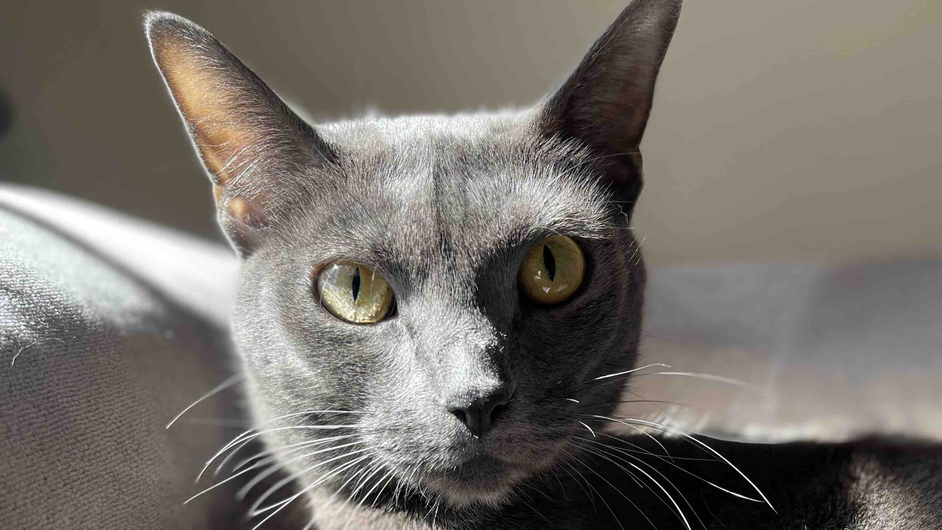 Fundraiser by Sahar Mujaddidi : Help Umi Fight Cancer