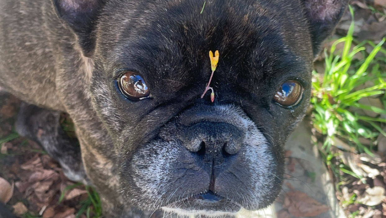 Fundraiser by Danielle Gray : Support Lil Dog’s Emergency Surgery