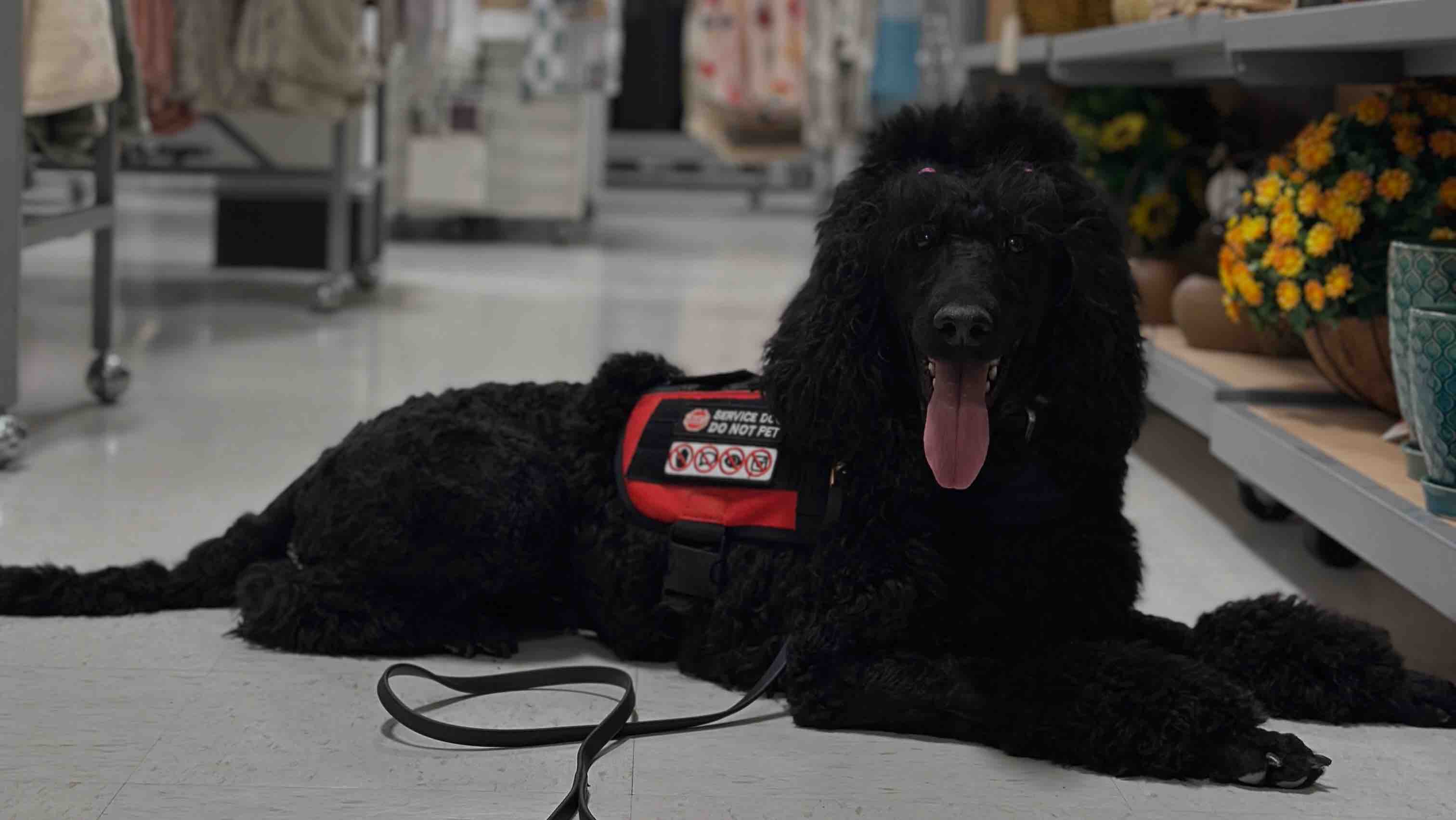 Fundraiser by Nancy Dumais : A Service Dog for Nancy's Recovery ...