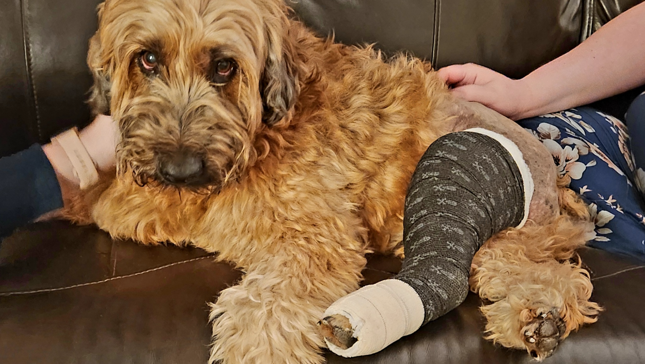Fundraiser by Tim Haak : Help Angus Get Well