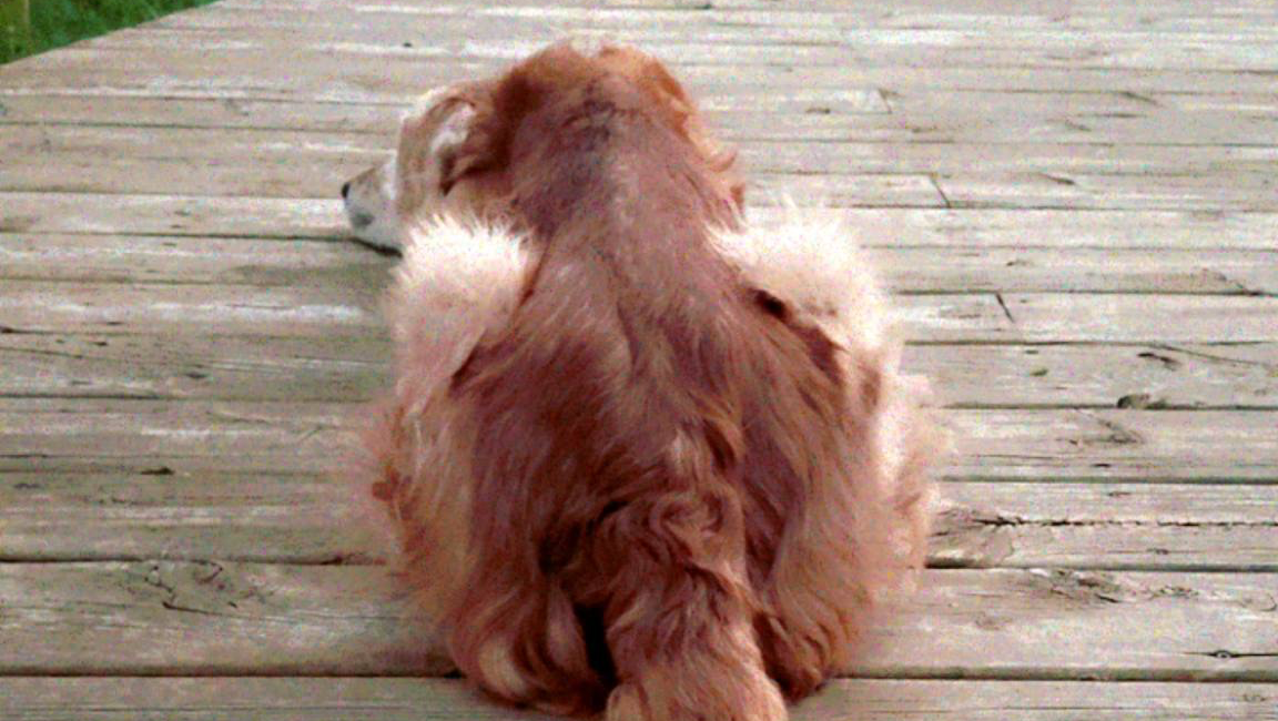 Fundraiser by Scott Mattson : Help Leo Fight Stomach Cancer