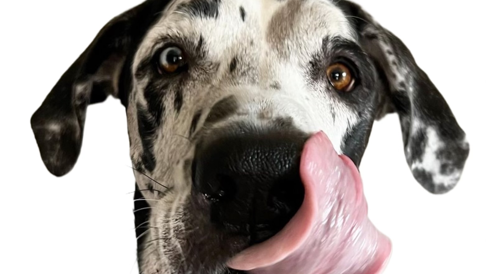 Fundraiser by Ken Kempen : Save Larry: A Great Dane's Fight Against ...