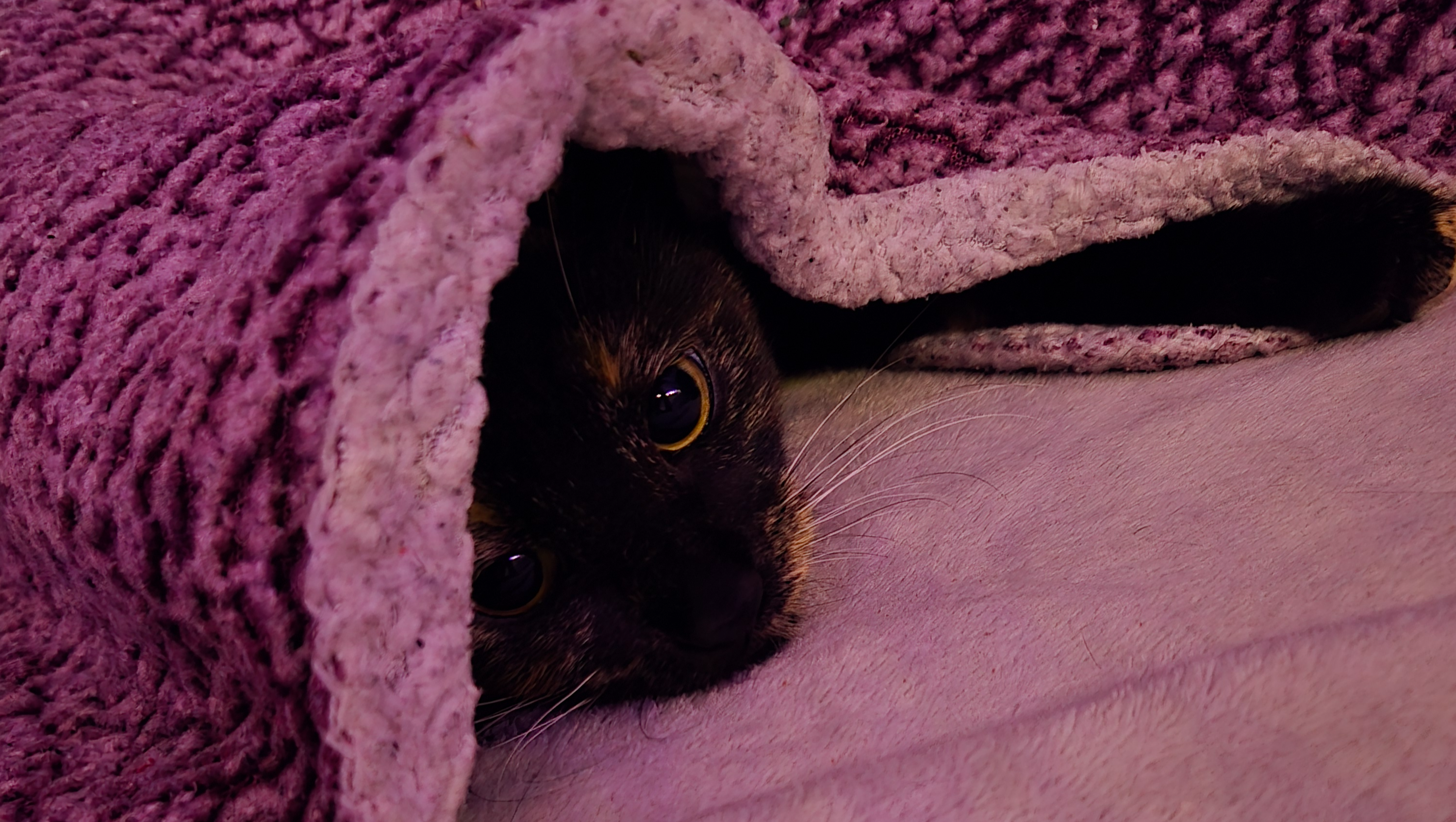 Fundraiser by Paulisha Banks : Help for Paulisha and Zoe