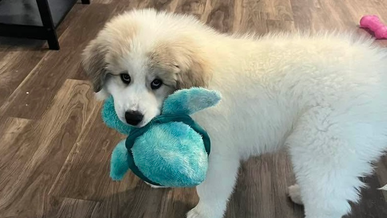 Fundraiser by Haley Scalf : Support Daisy's Fight for Survival