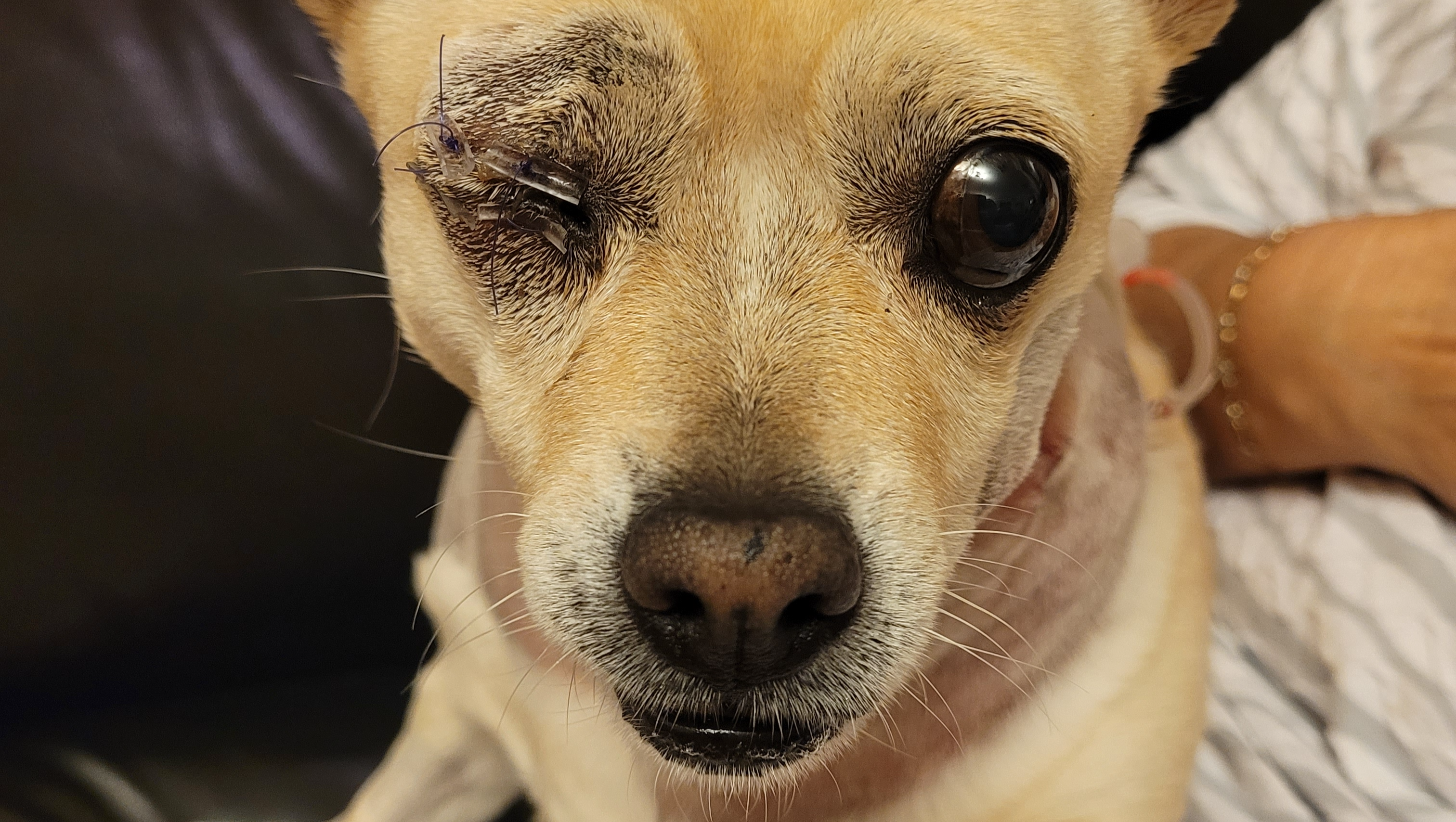 Fundraiser by Livia Bentley : Please help Lizzie get recover after dog ...