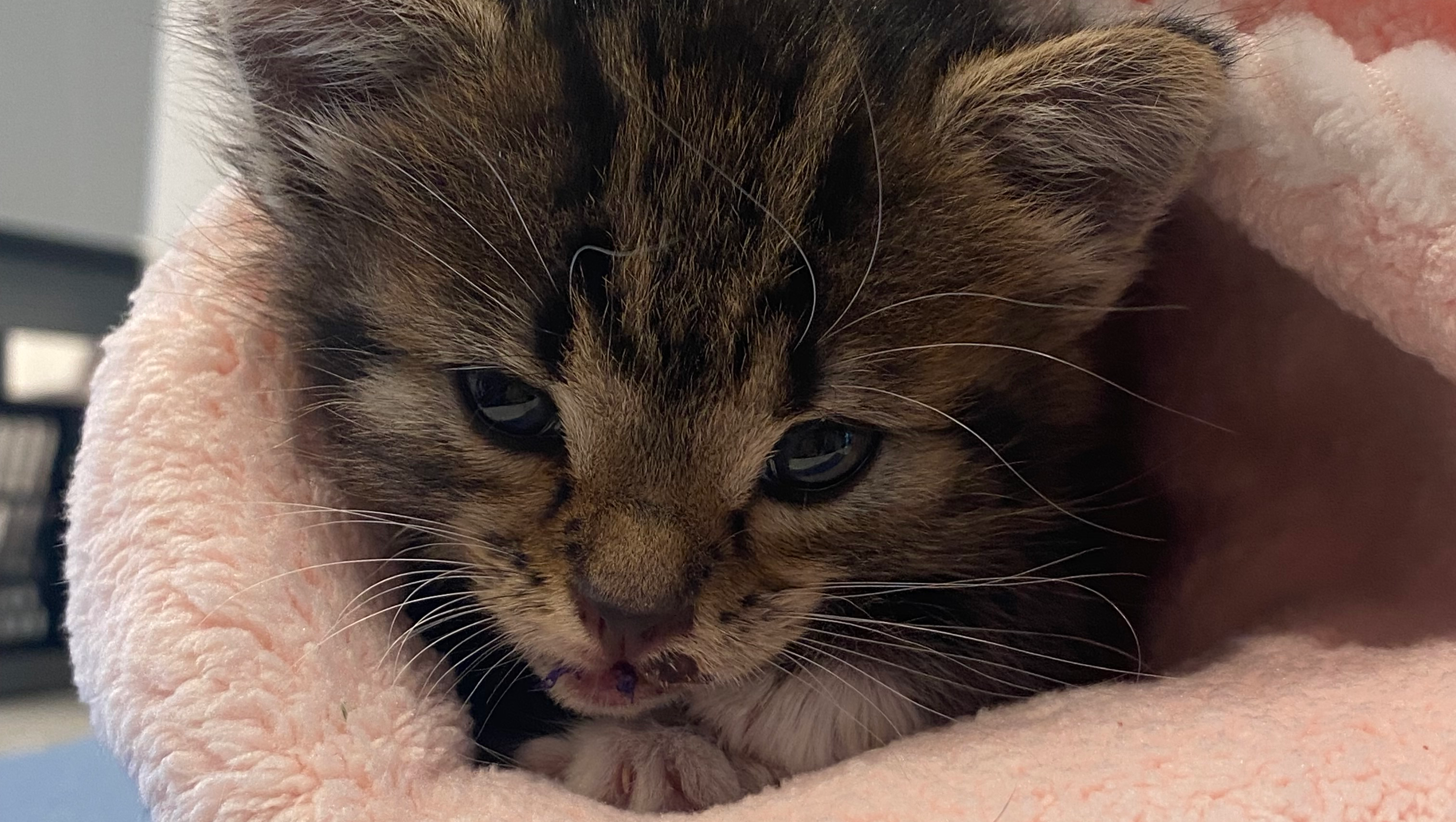 Fundraiser by Erin Jemora : Donate to Help an Injured Kitten Recover